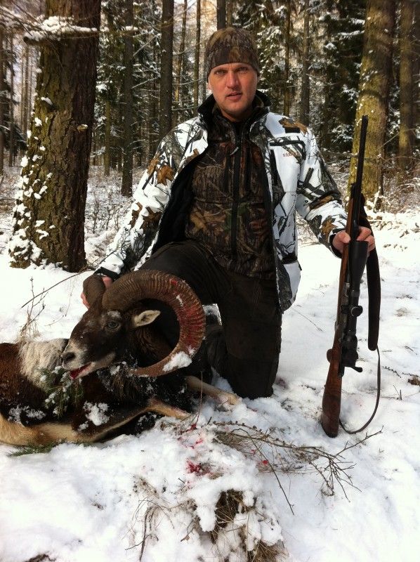 Mouflon hunting in Jawor | Hunting in Poland