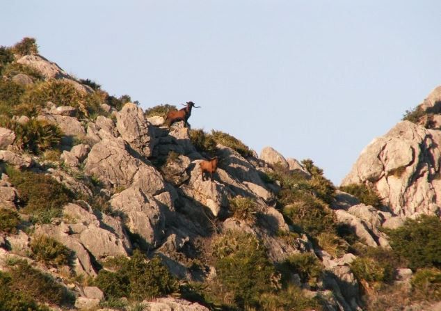 Balearic wild goat hunting on Mallorca
