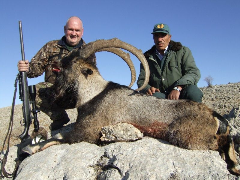 bezoar ibex population