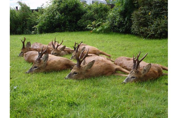 Experience incredible roebuck hunting close to Dorchester