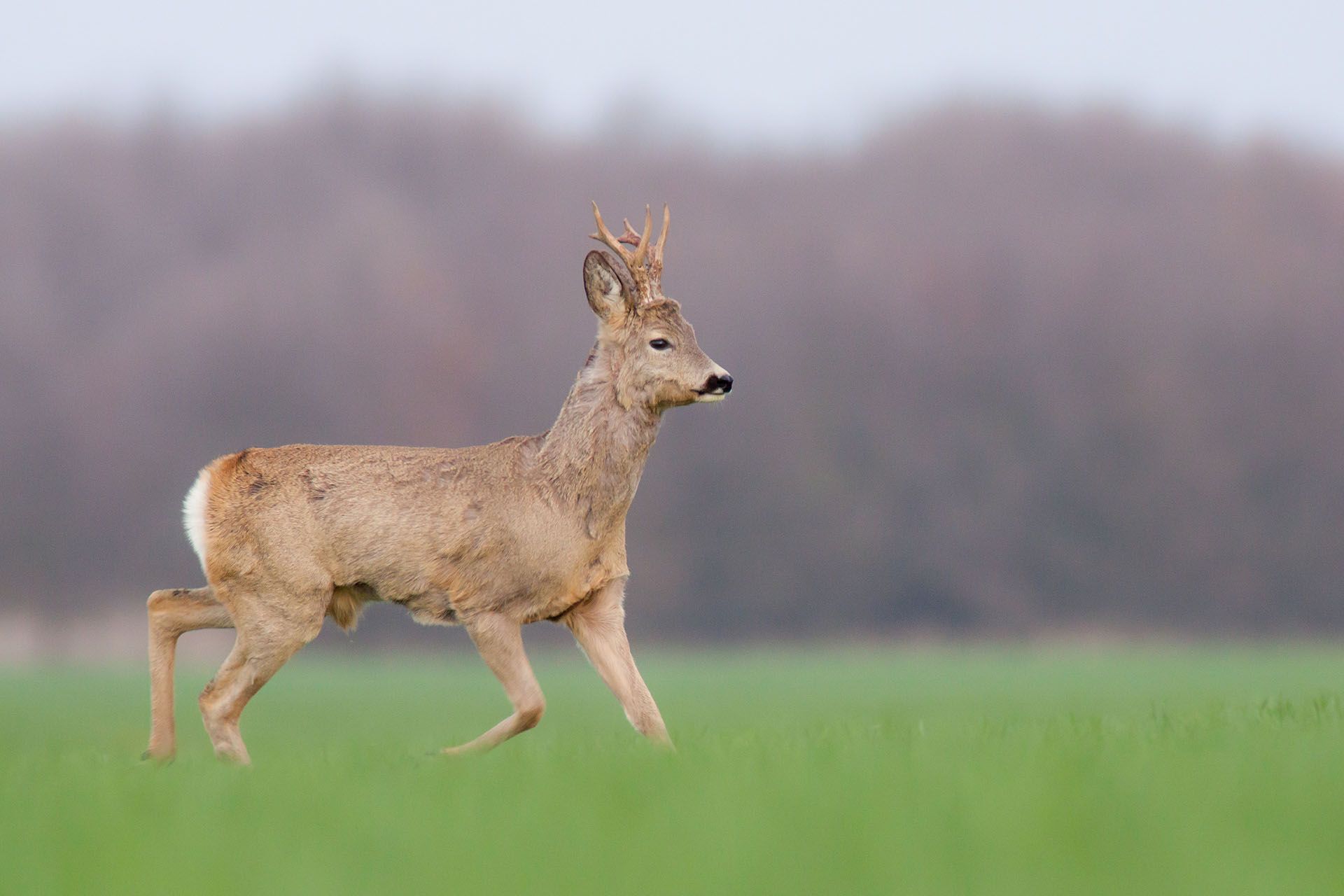 Experience incredible roebuck hunting close to Dorchester
