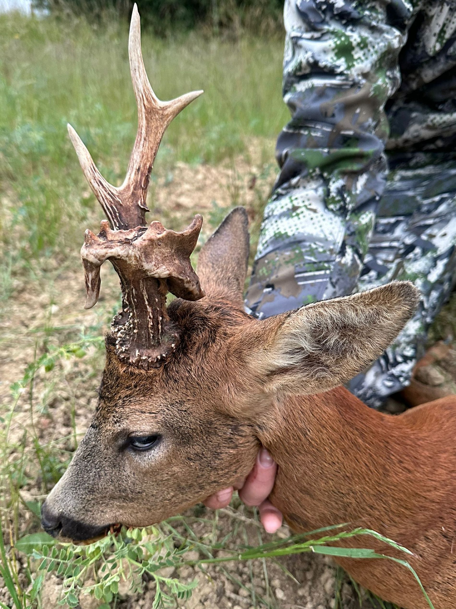 Roebuck hunt in France | Hunting trip to France