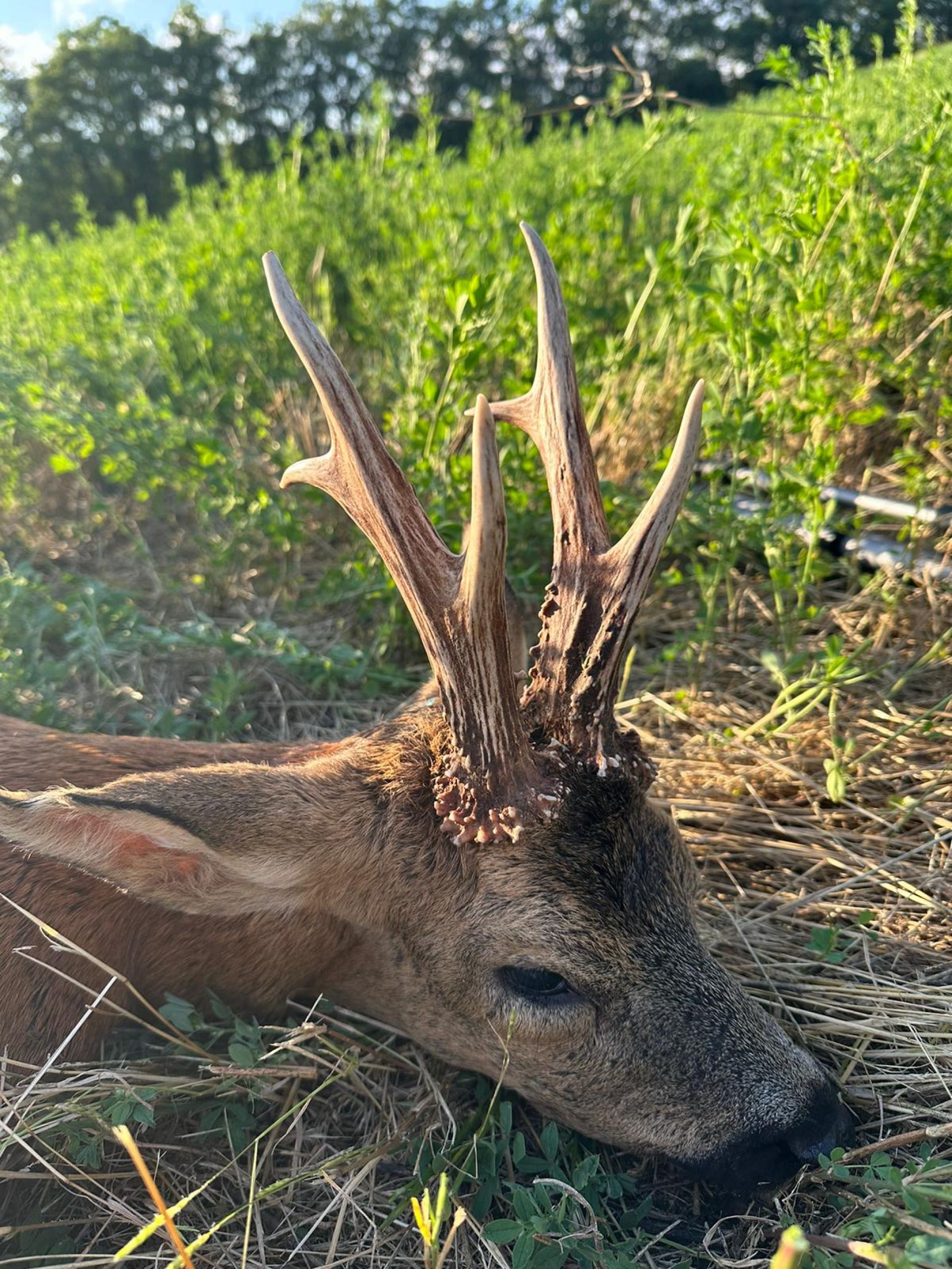 Roebuck hunt in France | Hunting trip to France