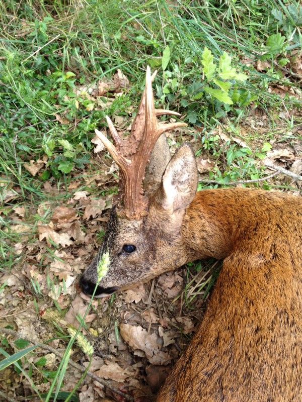 Roebuck hunt in France | Hunting trip to France