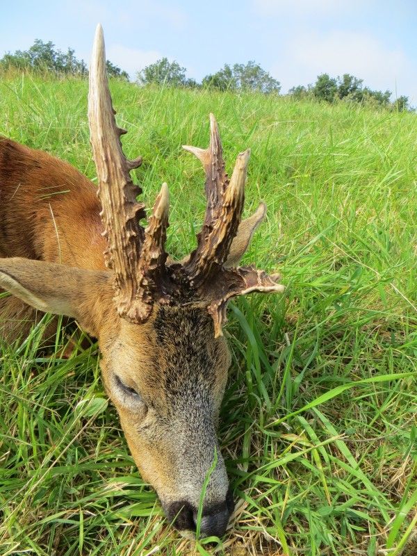Roebuck hunt in France | Hunting trip to France