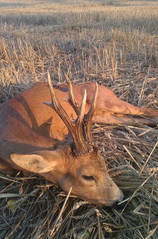 Roebuck hunt in France | Hunting trip to France