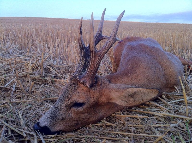 Roebuck hunt in France | Hunting trip to France