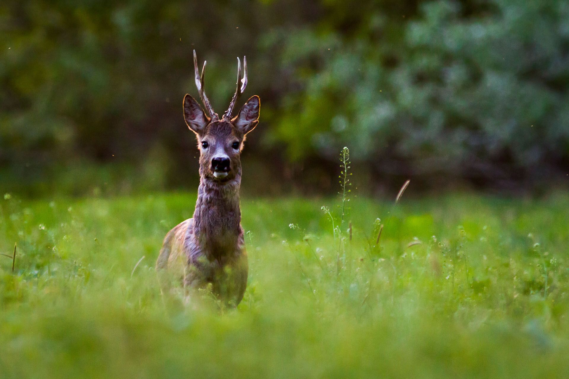 Roebuck hunt in Oxford ı Hunting ground in England