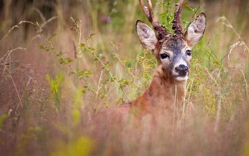 Roe Deer Hunting In Germany