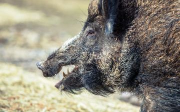 The European wild boar | Get information on hunting it