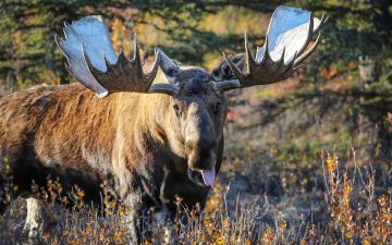 The Asian Moose | The largest species of deer