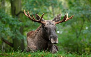 The European moose | Get all your information here