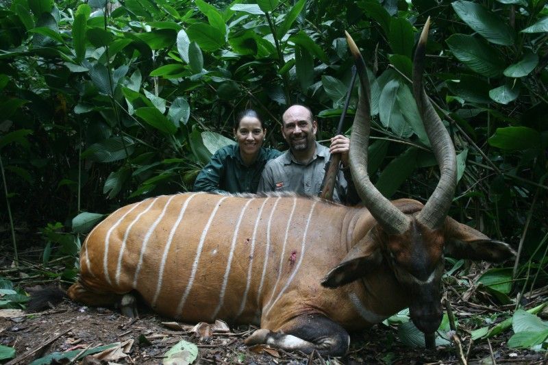 Bongo Hunting