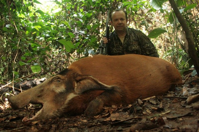 The rainforest of Cameroon | Big game hunting