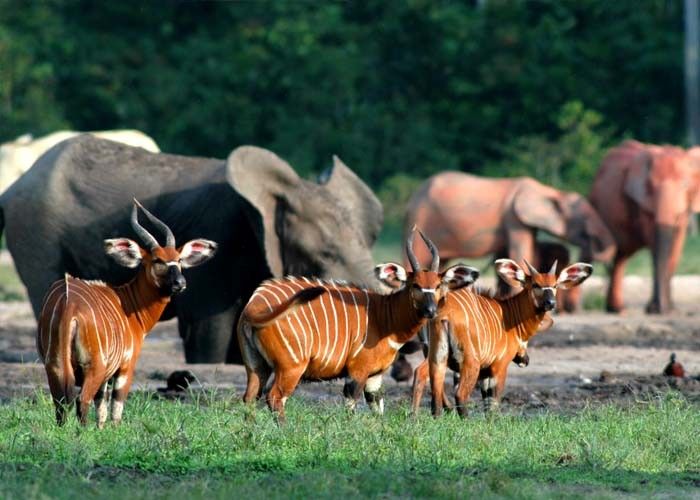 The rainforest of Cameroon | Big game hunting