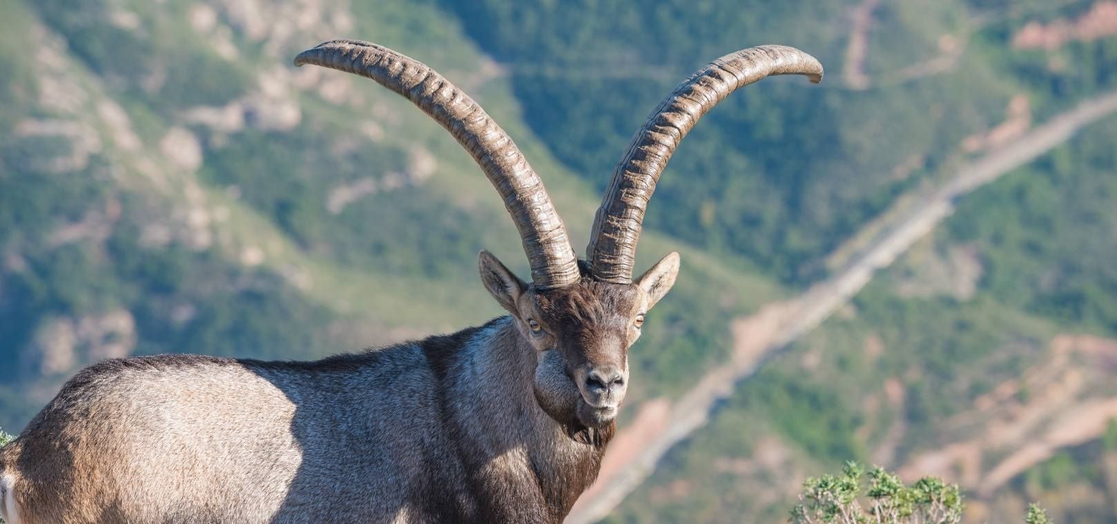 Beceite Ibex hunting | Ibex hunting in Spain