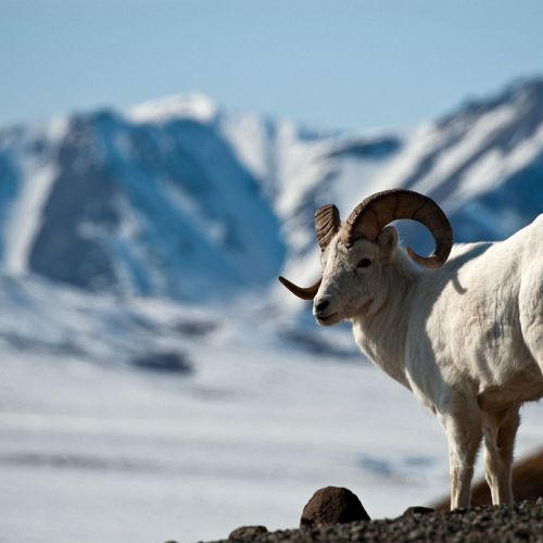 Hunting on Brooks Range | Hunting in Alaska