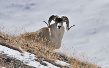 Argali | The big wild sheep from the Arctic