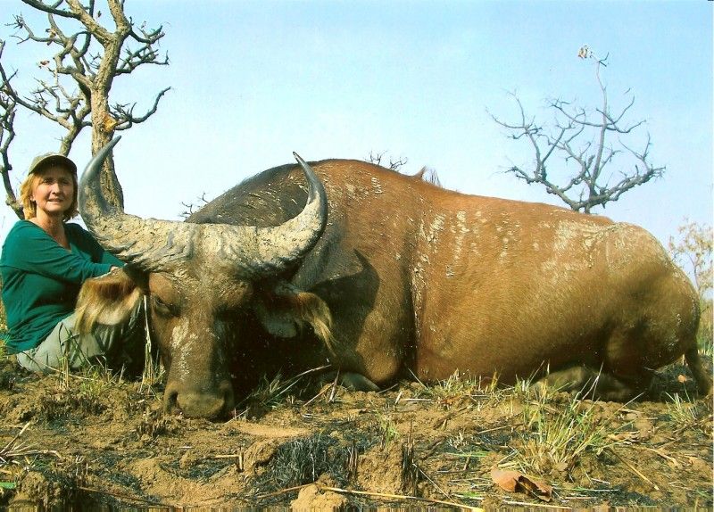 Hunting on the savannah in Cameroon | Big game hunting