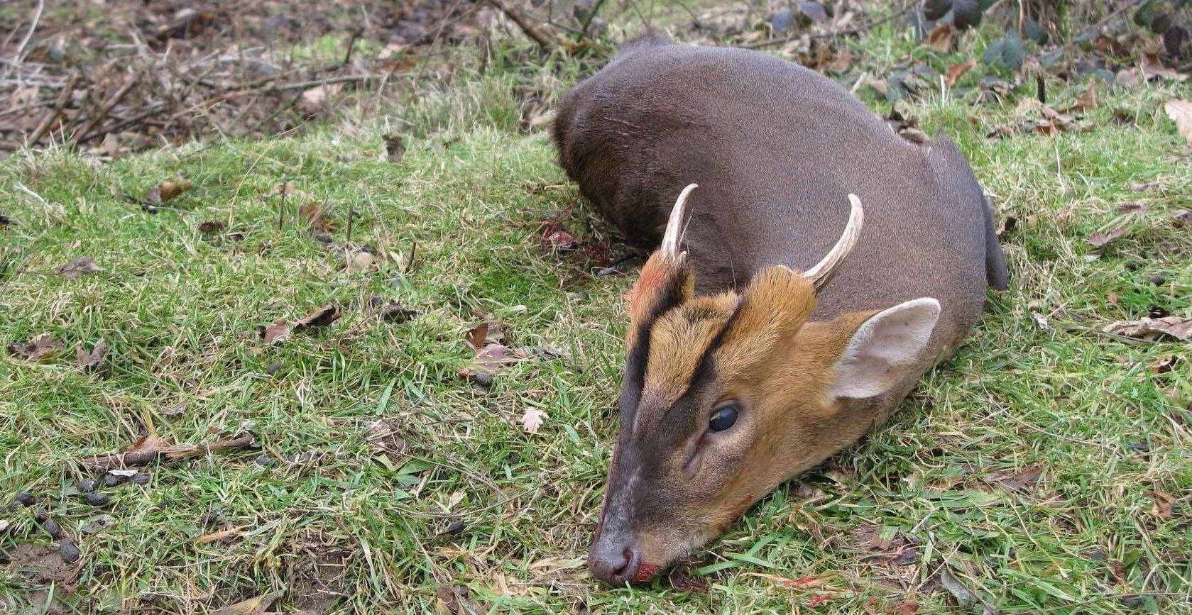 Water deer, muntjac and fallow buck hunting in England