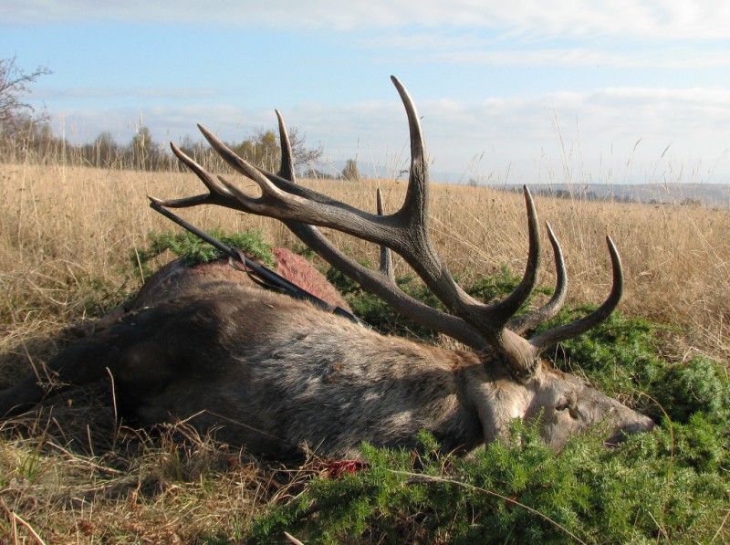 Red deer hunting | Hunting red deer in Romania