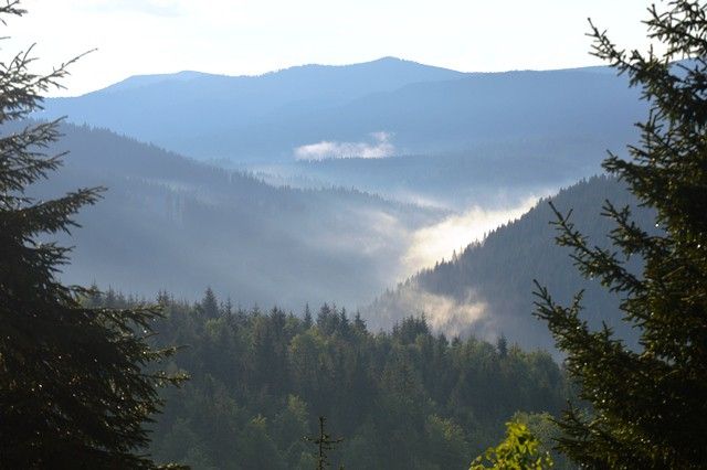 Red deer hunting | Hunting red deer in Romania