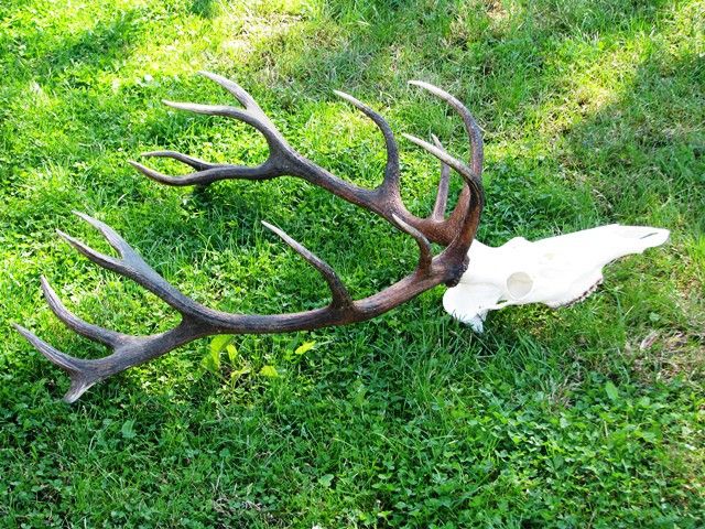 Red deer hunting | Hunting red deer in Romania