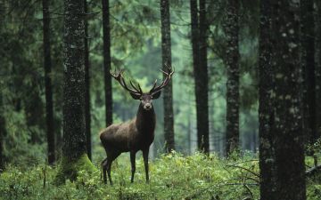 Red Stag | Read about hunting for the European red deer