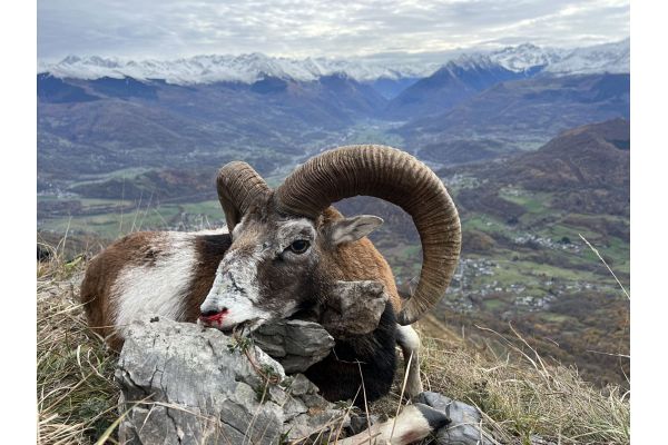 Hunt for Mouflon in France