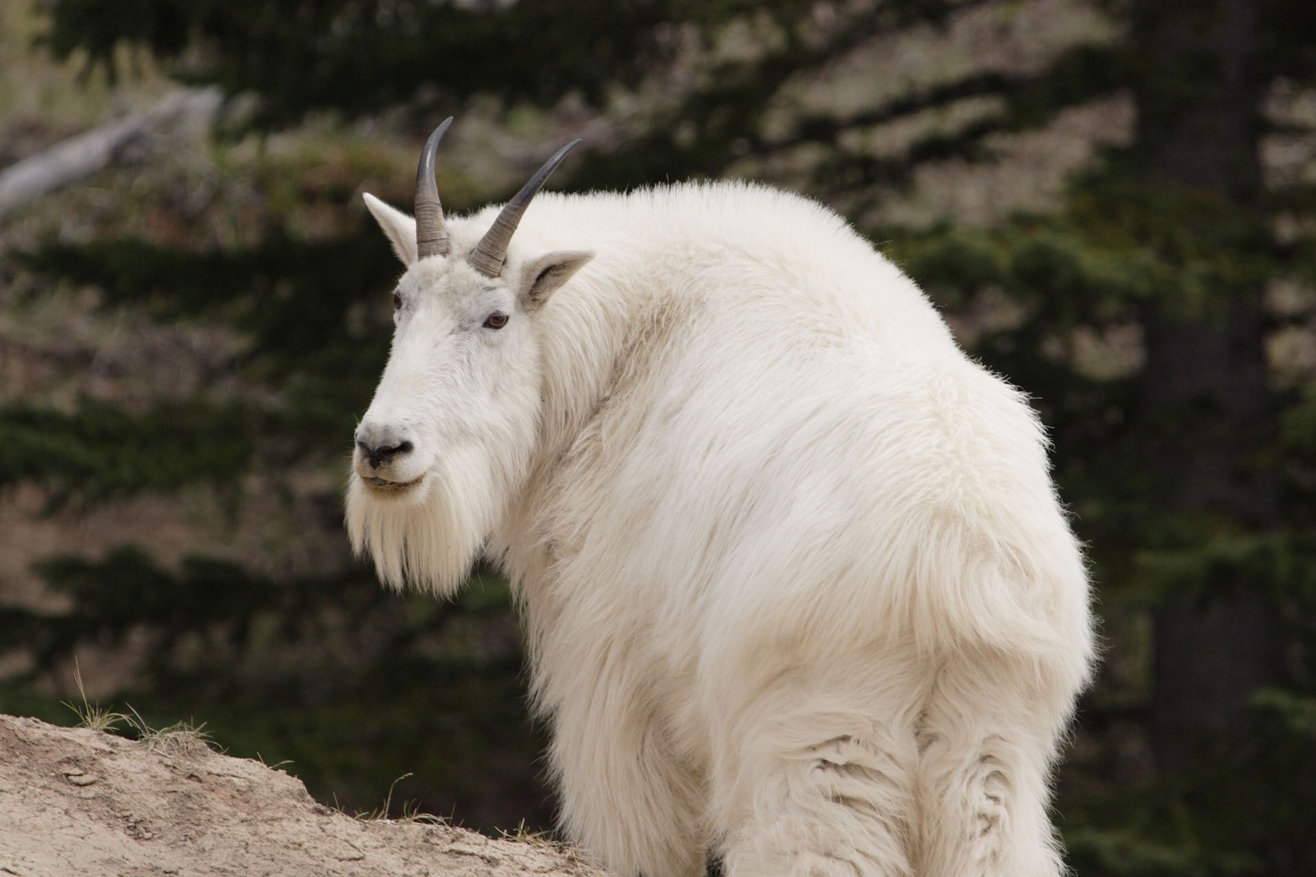 Mountain goat hunting in Kodiak | Hunting in Alaska