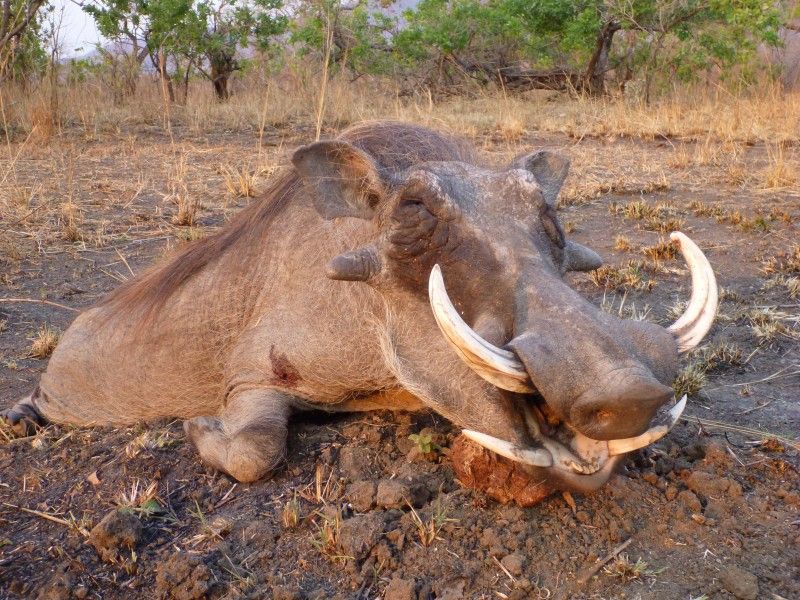 Big Game hunt at Kwalata Safaris in Zambia