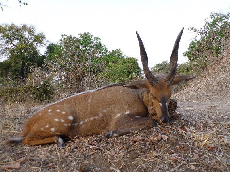 Big Game hunt at Kwalata Safaris in Zambia