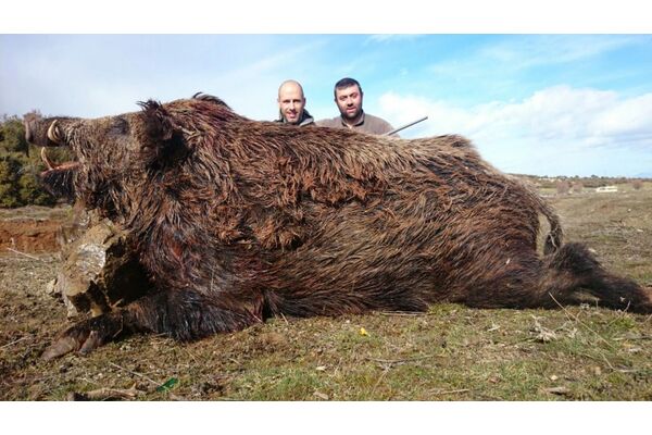 Wild Boar Hunt (Price List)