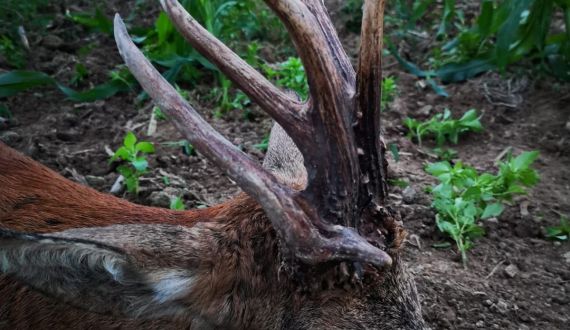 Hunting in France | Great hunting and lots of history