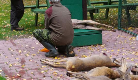 Hunting in Poland | Hunts for Roebuck, Fallow Buck, Wild Boar and Red ...