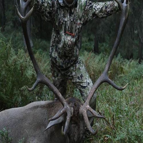 Red deer hunting | Hunting red deer in Romania