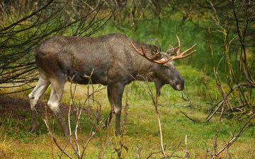 The Asian Moose | The largest species of deer