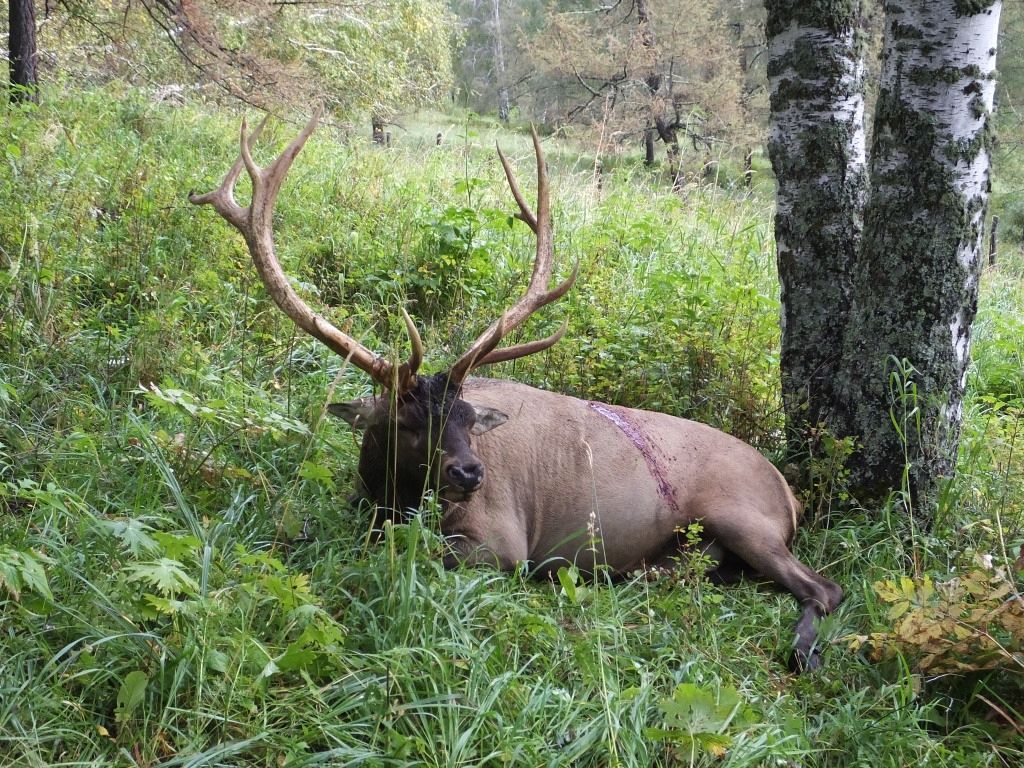 Maral hunting in Altai