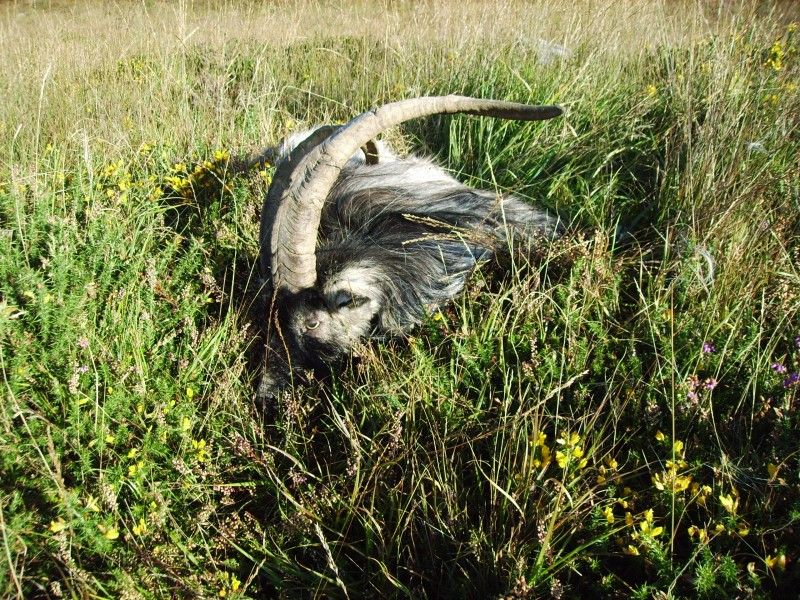 Hunting in County Kerry | Hunting in Ireland