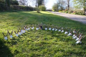 Hunting in England | A classic hunting destination