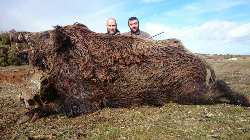 Top class boar in Turkey | Hunting in Anatolia