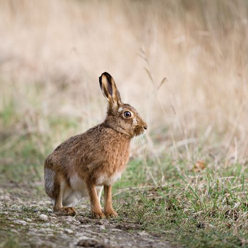 European hares is huntable in Hungary and Scotland