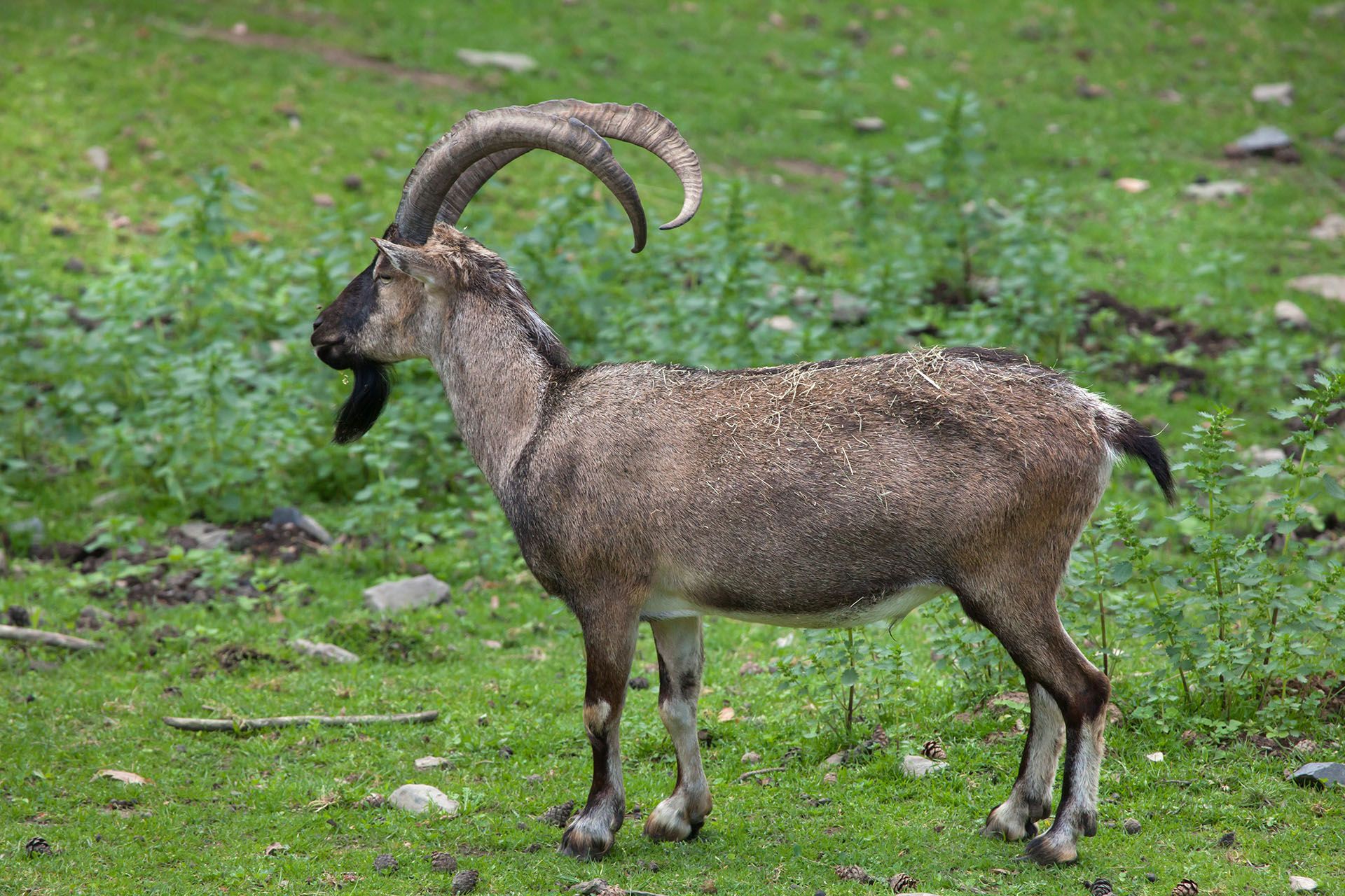 The Asian ibex | Read about hunting it here