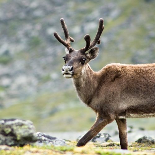 Hunting the European reindeer | Get information here