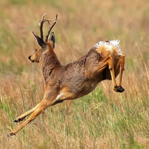 Siberian roe deer | Information about the species here