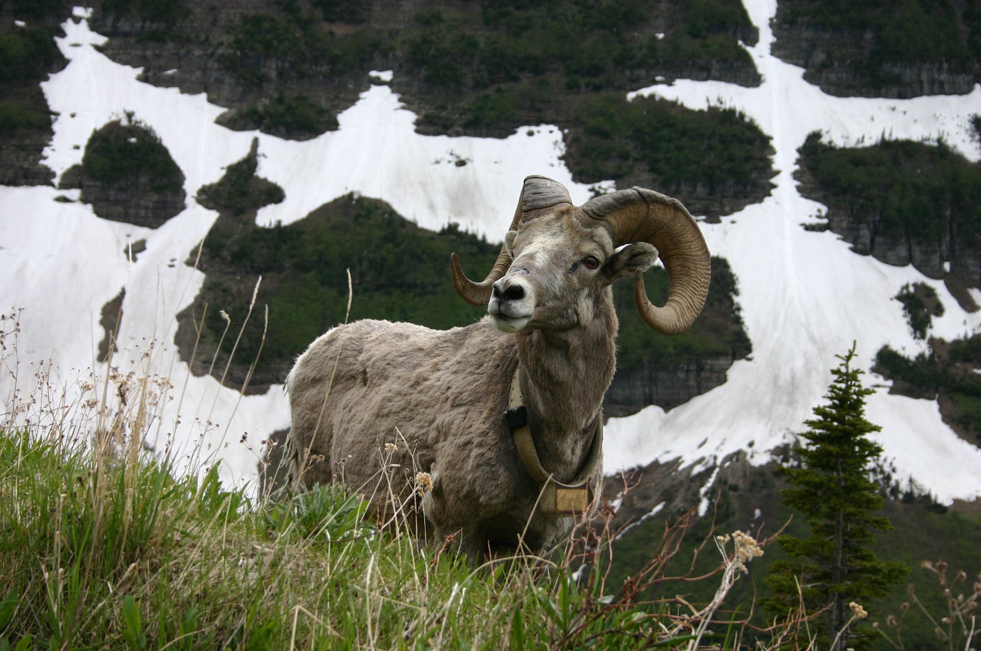 Snow sheep | Get information about hunting snow sheep